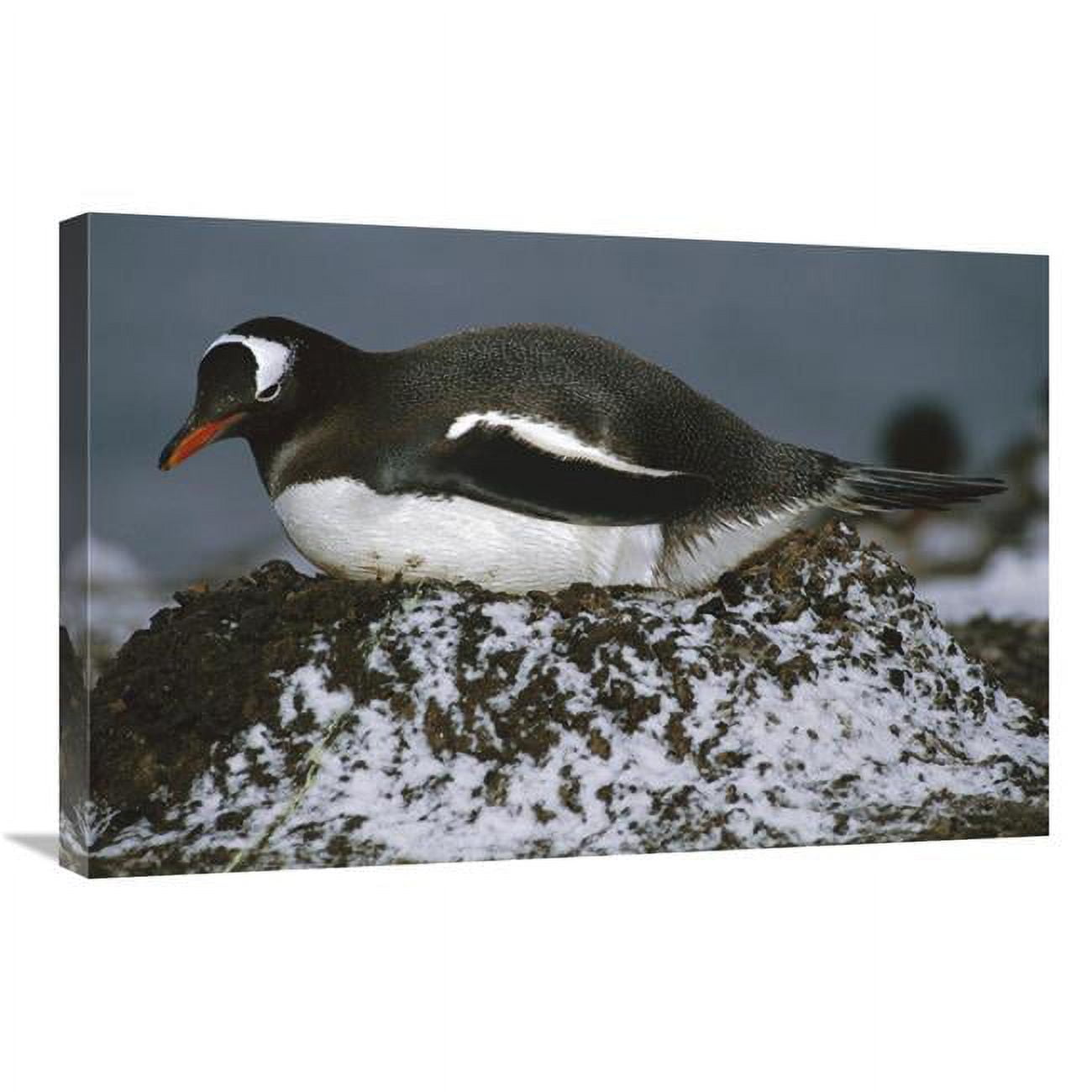 20 x 30 in. Gentoo Penguin Adult Incubating on Pebble Nest, Aitcho ...