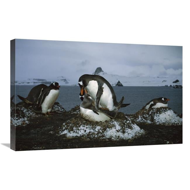 20 x 30 in. Gentoo Penguin Pair Mating on Nest, Aitcho Island ...
