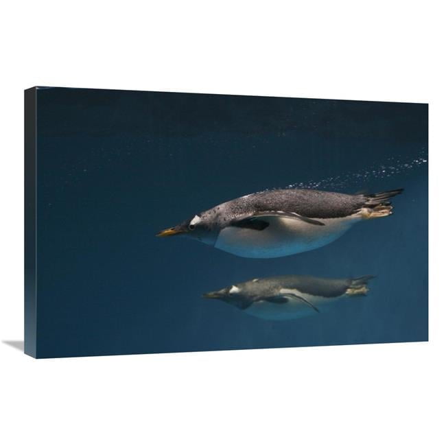 20 x 30 in. Gentoo Penguin Pair Swimming Underwater, Native to ...