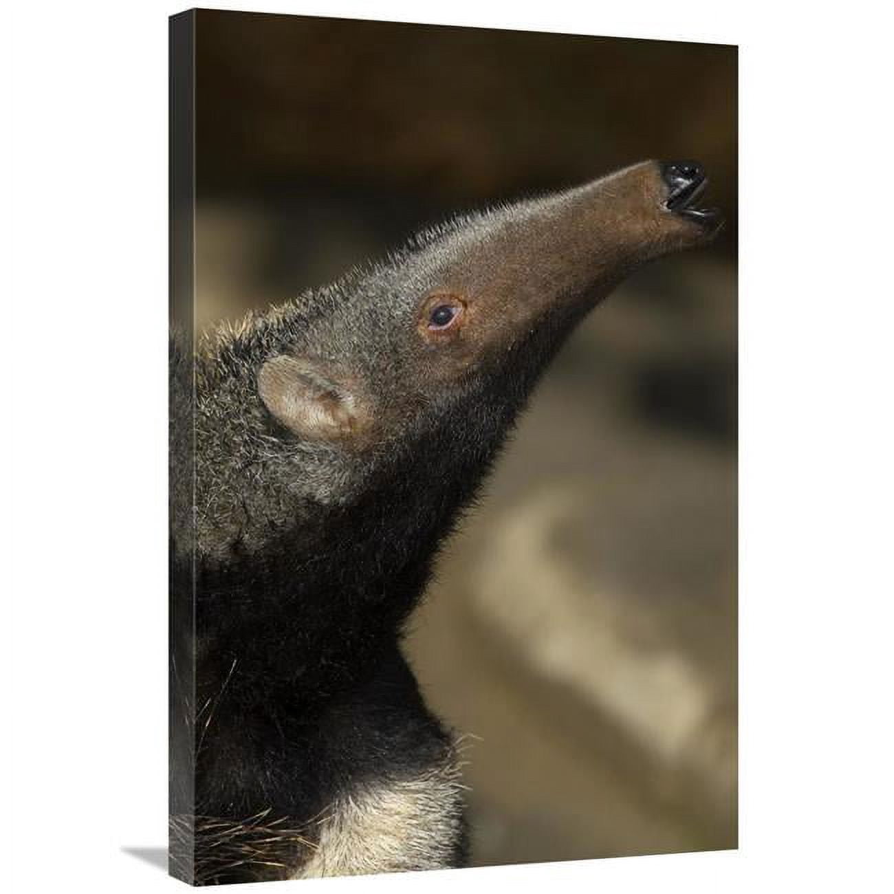 20 x 30 in. Giant Anteater Profile, Native to South America Art Print ...