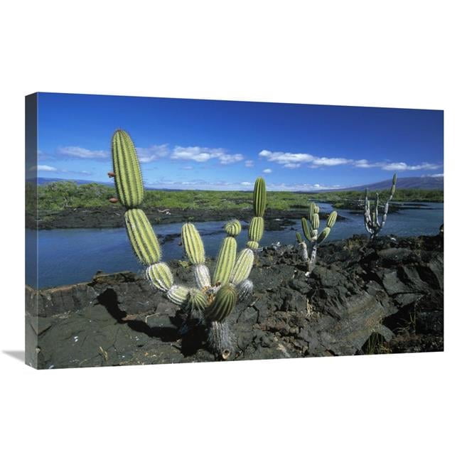 20 x 30 in. Giant Candelabra Cactus Isabella Island, Galapagos Islands ...