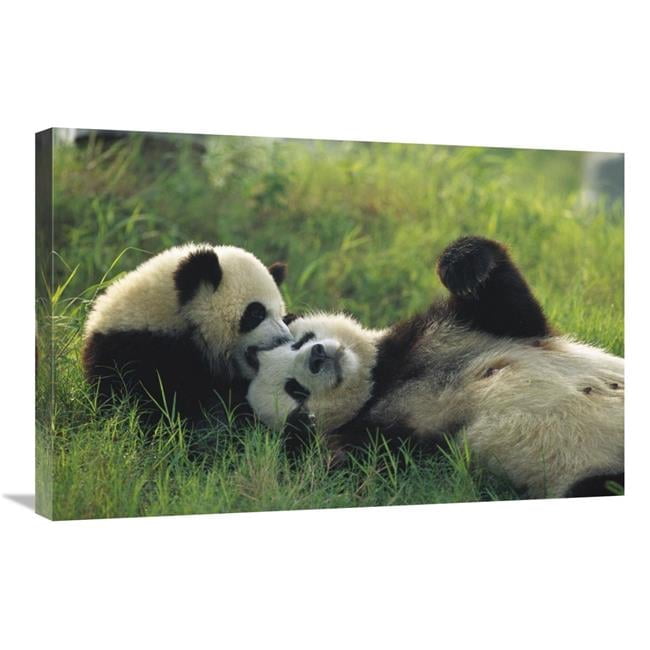 20 x 30 in. Giant Panda Female & Year Old Cub Playing, Chengdu Panda ...