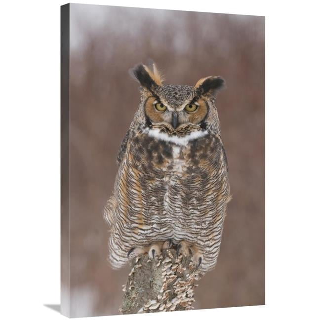 20 x 30 in. Great Horned Owl, Howell Nature Center, Michigan Art Print ...