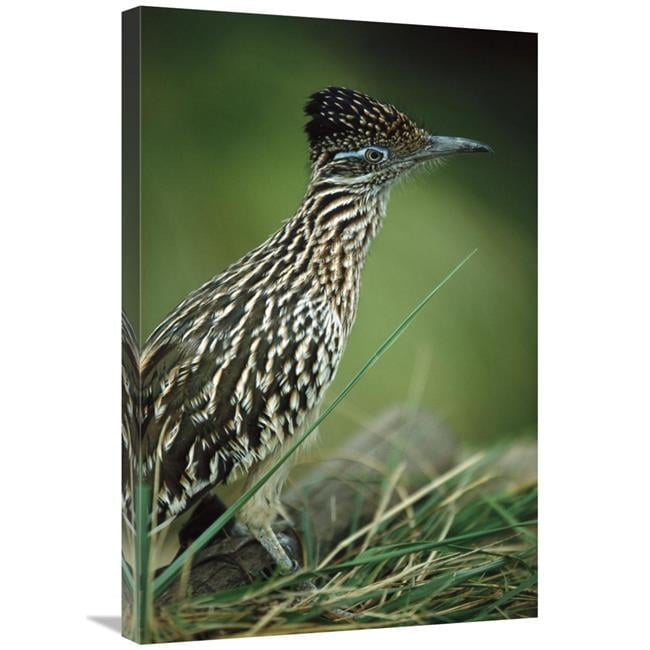 20 x 30 in. Greater Roadrunner Portrait, Native to Arid Southern United ...