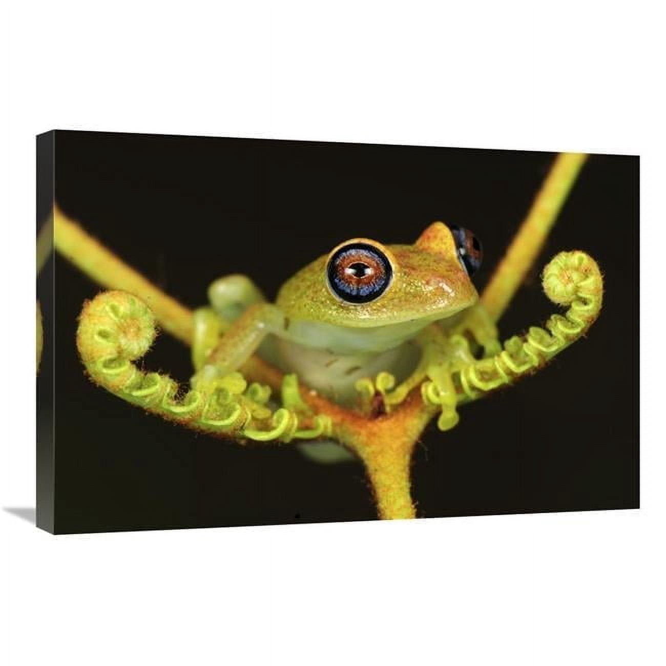 20 x 30 in. Green Bright-Eyed Frog on A Fern, Andasibe-Mantadia ...