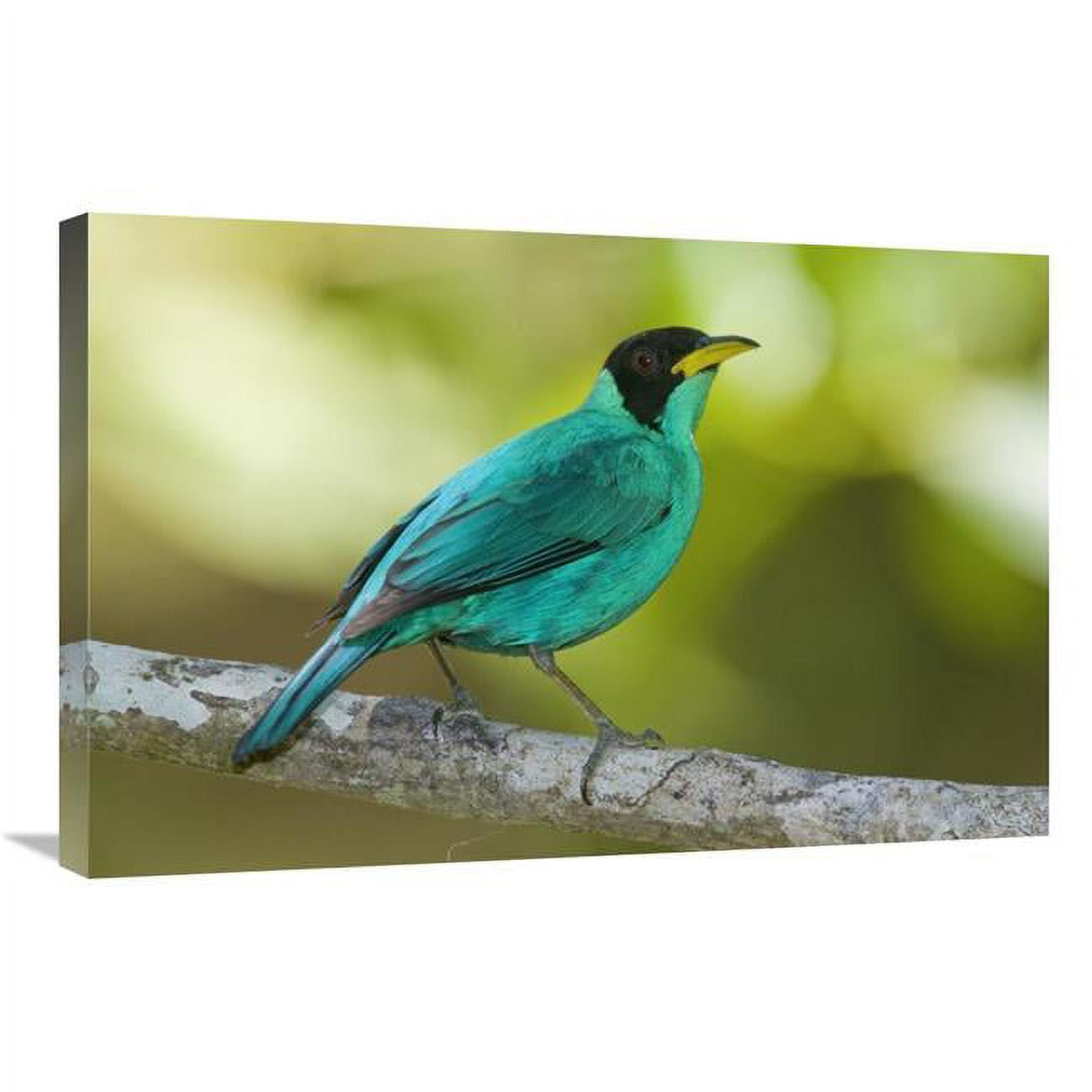 20 x 30 in. Green Honeycreeper Male, Costa Rica Art Print - Steve ...