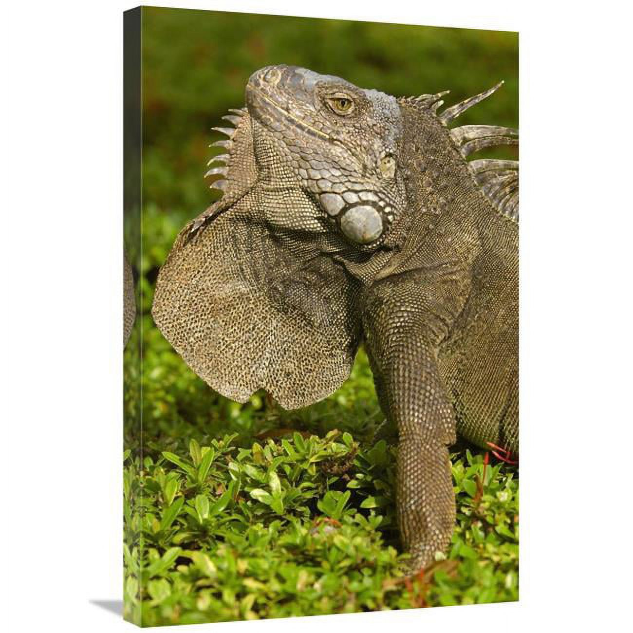 20 x 30 in. Green Iguana Flaring Dewlap in Threat Display, Seminario ...