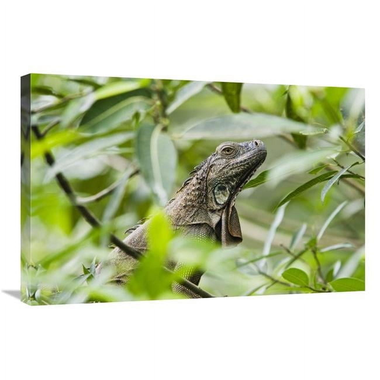 20 x 30 in. Green Iguana in Lowland Rainforest, Costa Rica Art Print ...