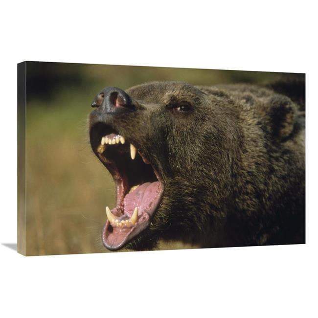 20 x 30 in. Grizzly Bear Calling, North America Art Print - Tim ...