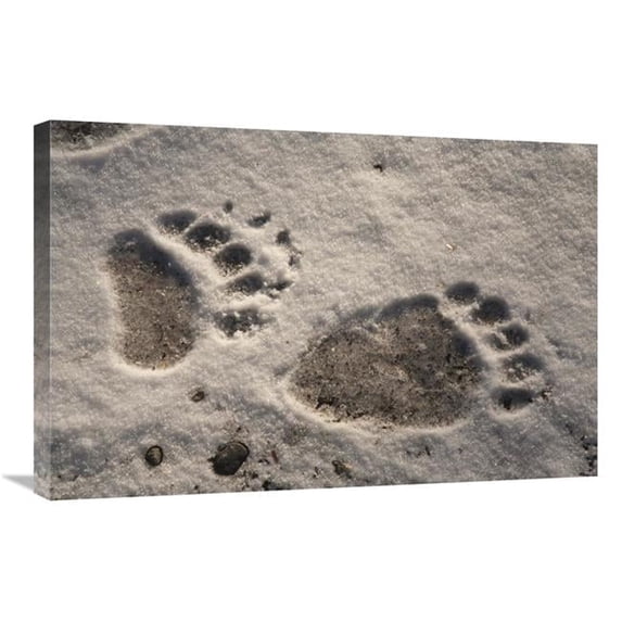 20 x 30 in. Grizzly Bear Front & Back Paw Prints, Katmai National Park ...