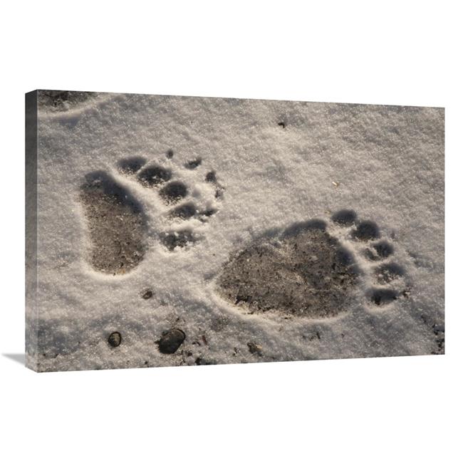 20 x 30 in. Grizzly Bear Front & Back Paw Prints, Katmai National Park ...