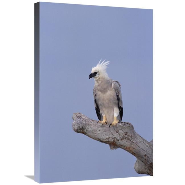 20 x 30 in. Harpy Eagle Juvenile Silk-Cotton Tree, Peru Art Print - Tui ...