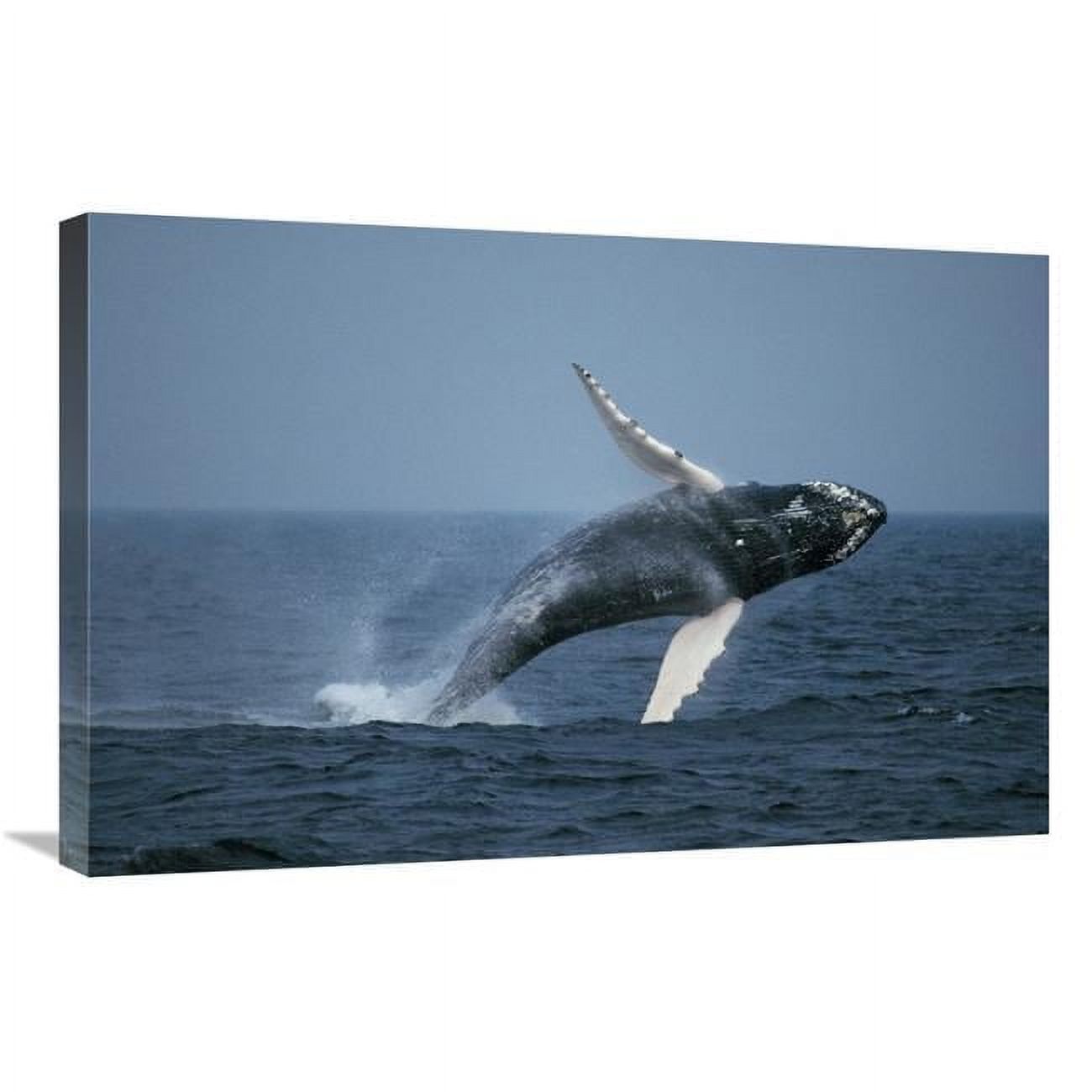 20 x 30 in. Humpback Whale Breaching, Stellwagen Bank NMS, Cape Cod ...