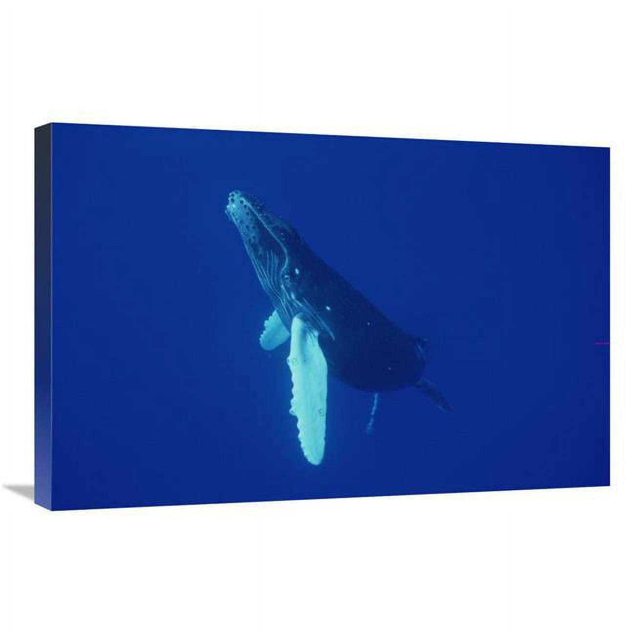 20 x 30 in. Humpback Whale Curious Calf, Maui, Hawaii Art Print - Flip ...