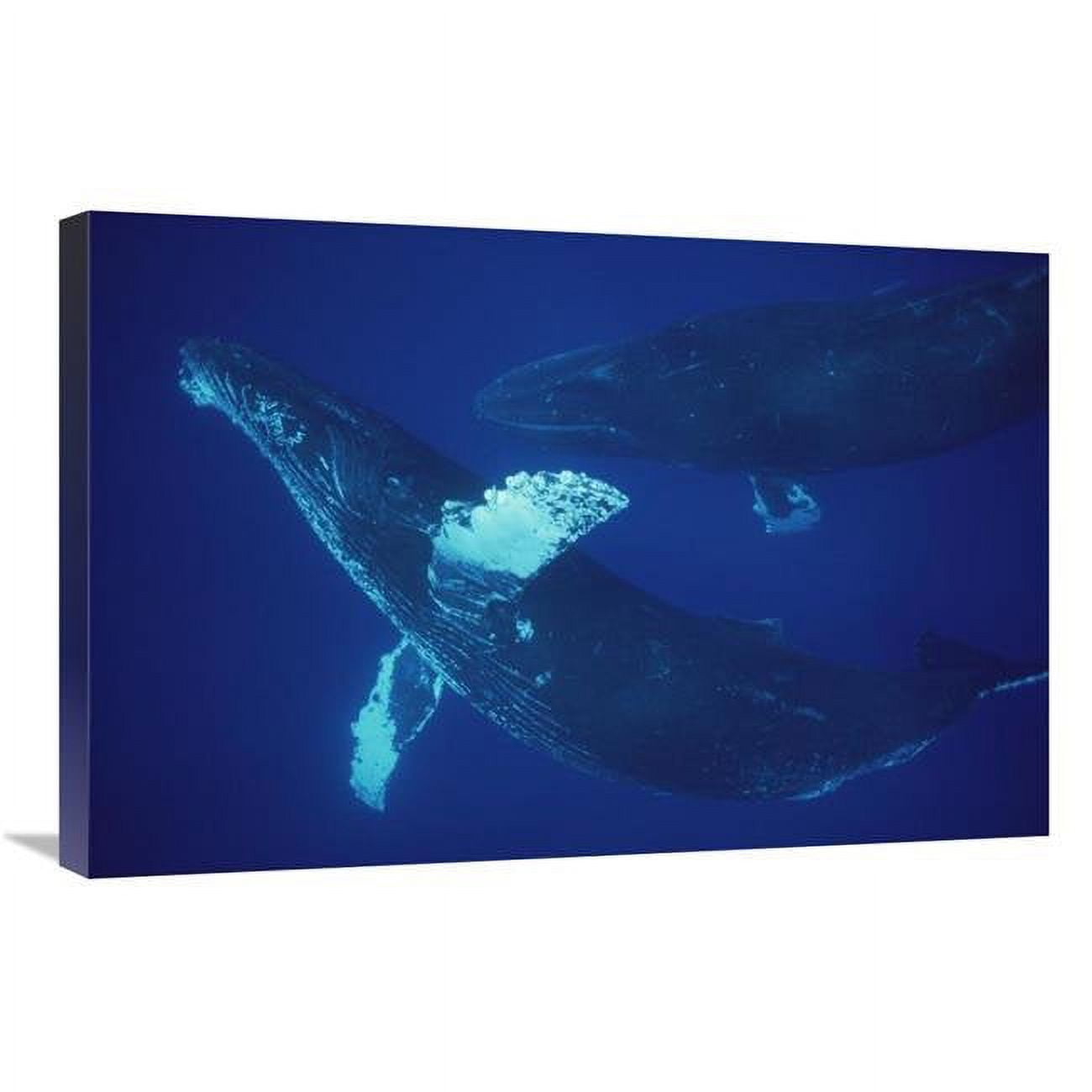 20 x 30 in. Humpback Whale Singer & Joiner, Maui, Hawaii Art Print ...