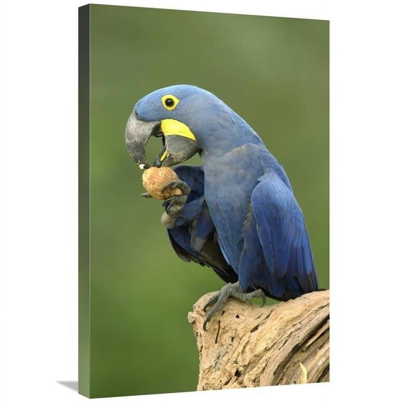 20 x 30 in. Hyacinth Macaw in Cerrado Habitat Eating Piassava Palm Nuts ...