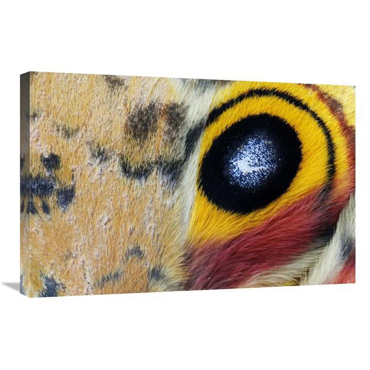 20 x 30 in. Io Moth Wing with Eye-Spot, Texas Art Print - Jasper Doest ...