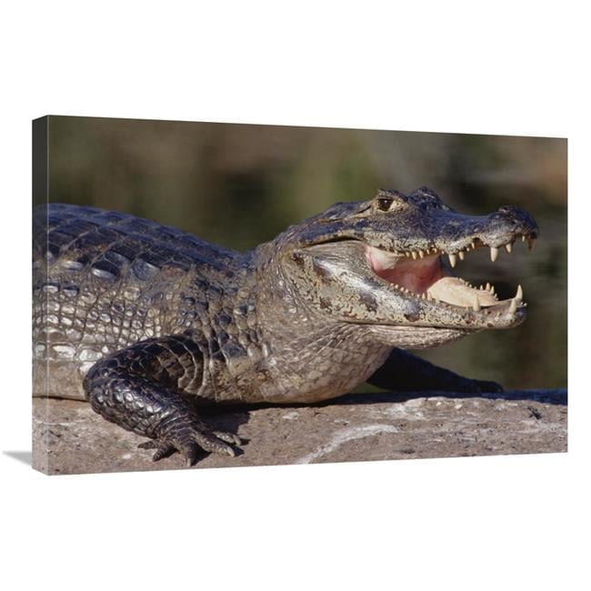 20 x 30 in. Jacare Caiman Portrait, Pantanal, Brazil Art Print - Tui De ...