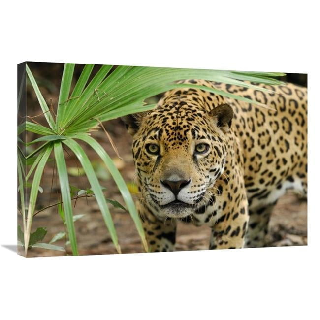 20 x 30 in. Jaguar Peering Through Brush, Belize Art Print - Thomas ...