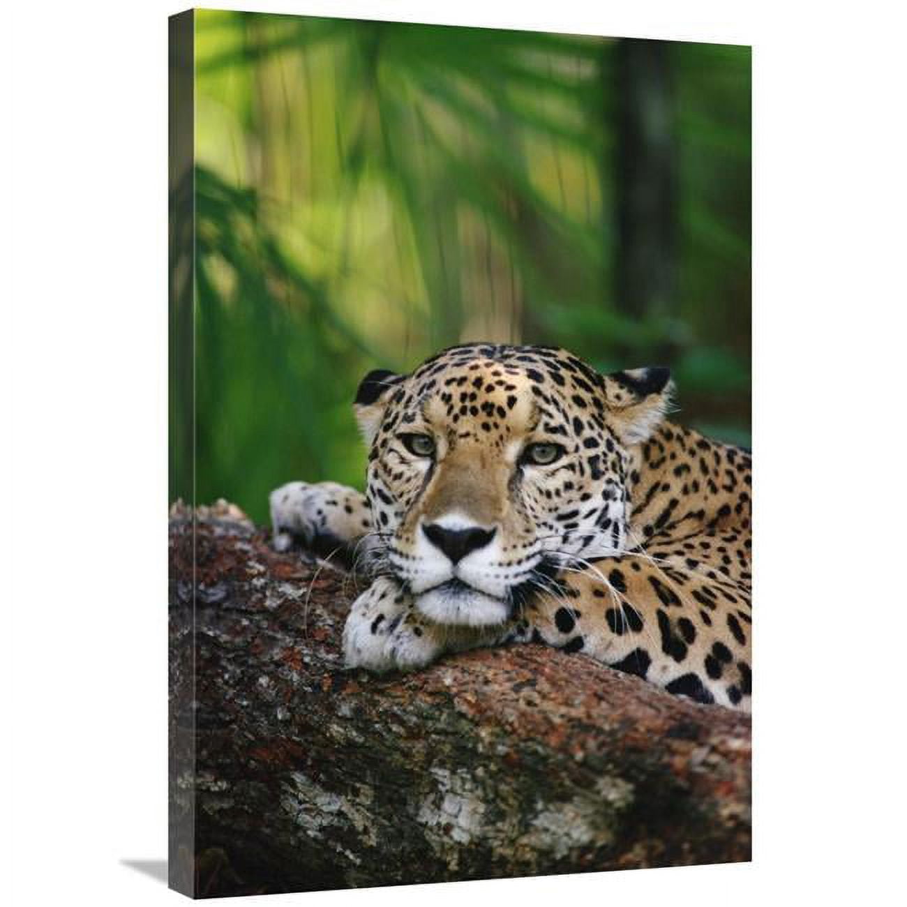 20 x 30 in. Jaguar Portrait, Belize Zoo, Belize Art Print - Gerry Ellis ...