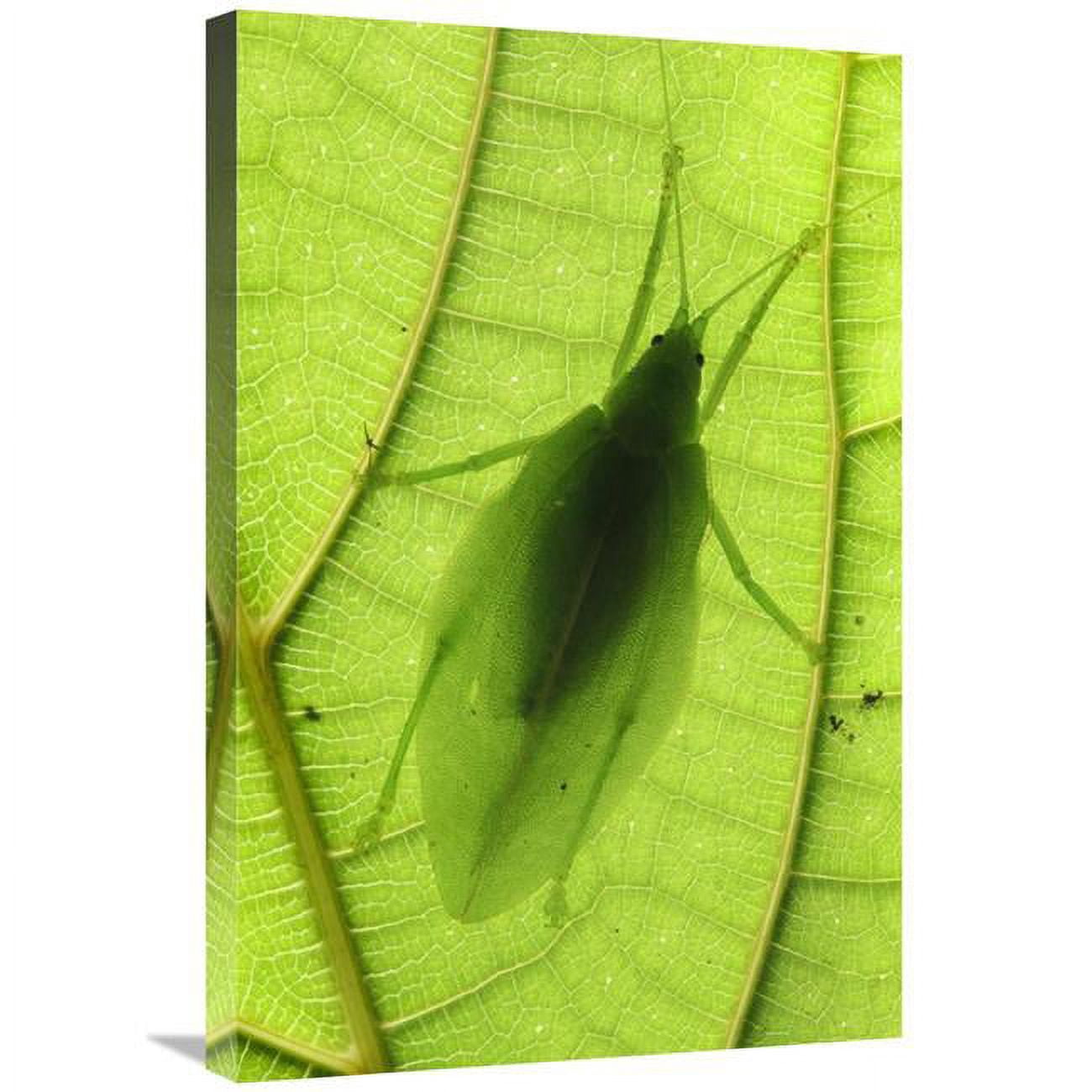 20 x 30 in. Katydid Camouflaged on Leaf, Sabah, Borneo, Malaysia Art ...
