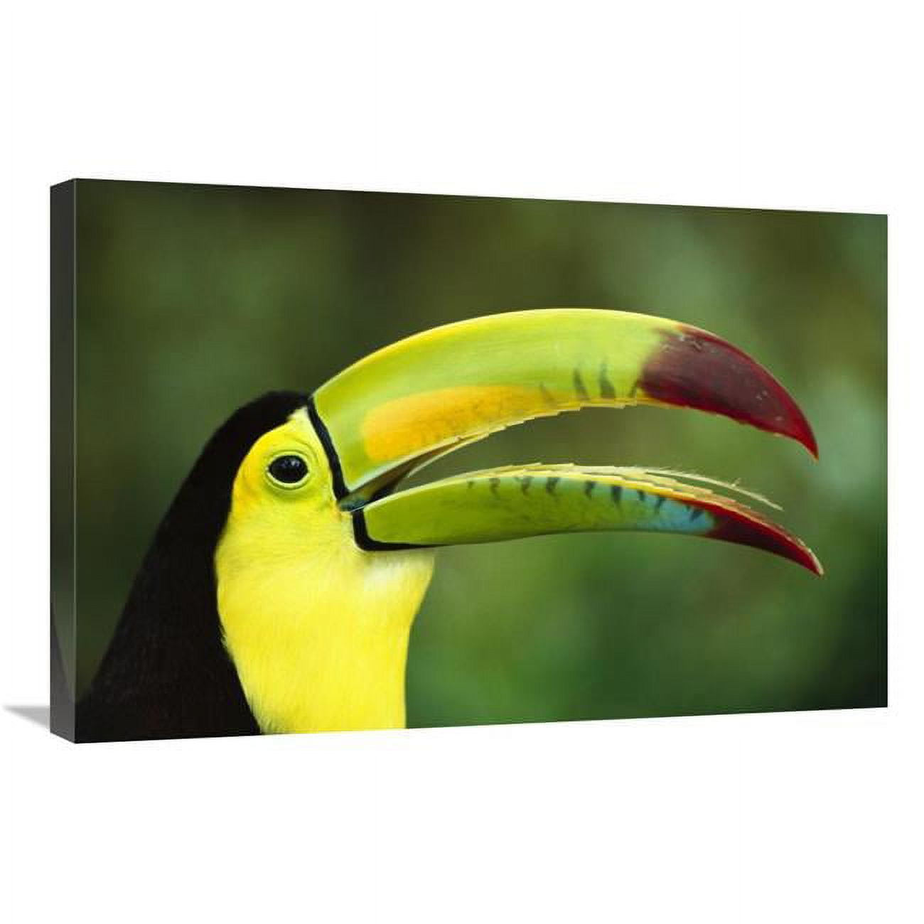 20 x 30 in. Keel-Billed Toucan Portrait, Native to Mexico & Central ...