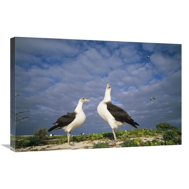 20 x 30 in. Laysan Albatross Courtship Dance, Midway Atoll, Hawaii Art ...