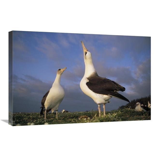20 x 30 in. Laysan Albatross Courtship Dance, Midway Atoll, Hawaii Art ...