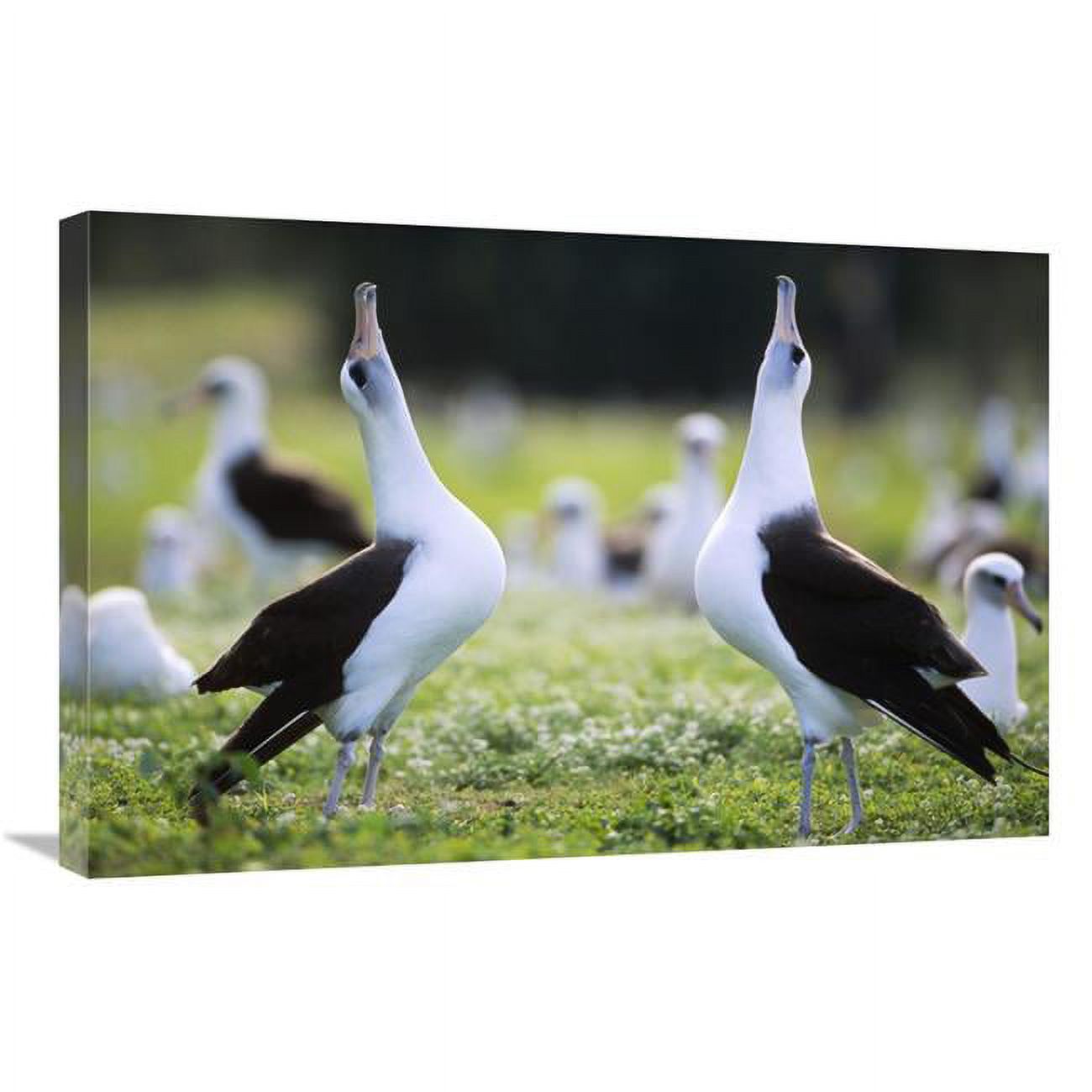 20 x 30 in. Laysan Albatross Courtship Dance, Midway Atoll, Hawaii Art ...