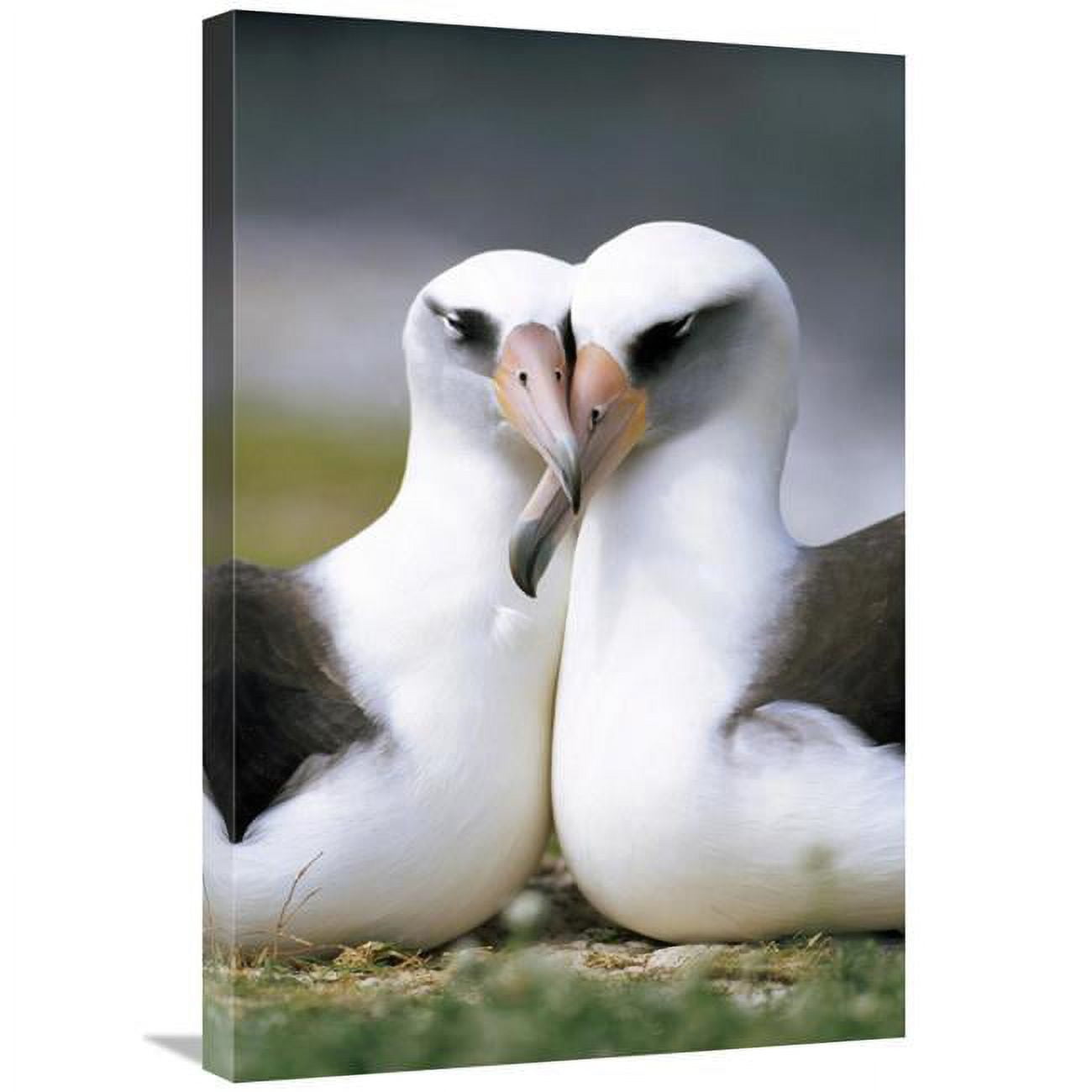 20 x 30 in. Laysan Albatross Pair Bonding, Midway Atoll, Hawaii Art ...