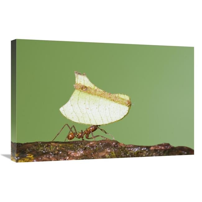 20 x 30 in. Leafcutter Ant Carrying Leaf, Costa Rica Art Print - Steve ...