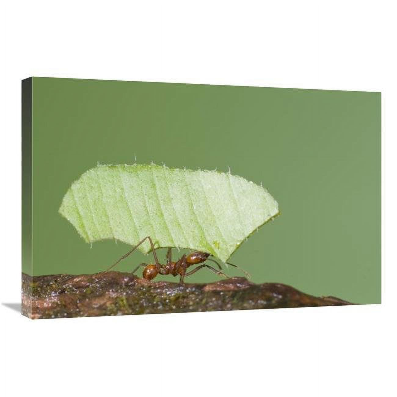 20 x 30 in. Leafcutter Ant Carrying Leaf, Costa Rica Art Print - Steve ...