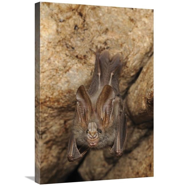 20 x 30 in. Lesser False Vampire Bat Roosting in Cave, Sekunyit, Bau ...