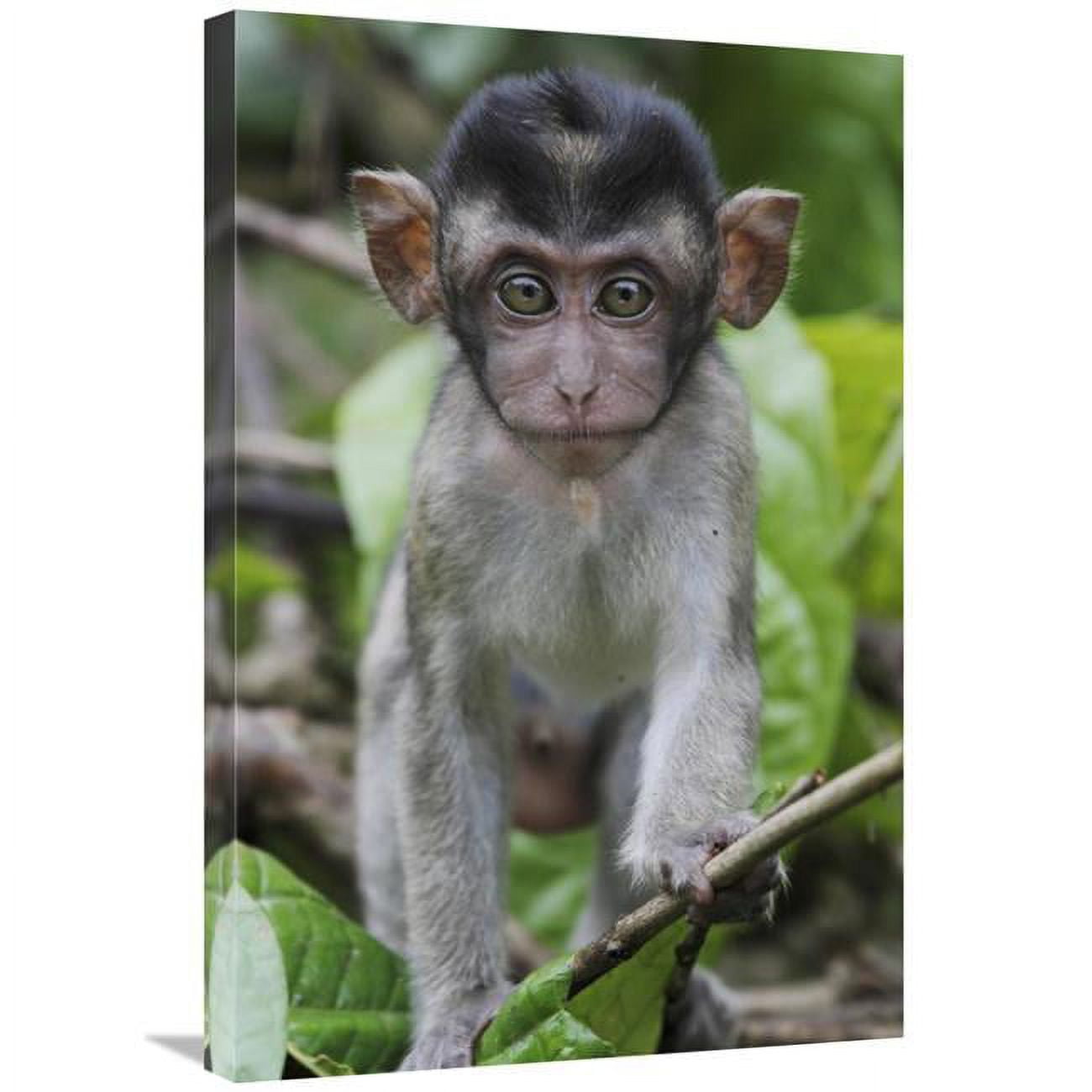 20 x 30 in. Long-Tailed Macaque Baby, Saba, Malaysia Art Print - Hiroya ...