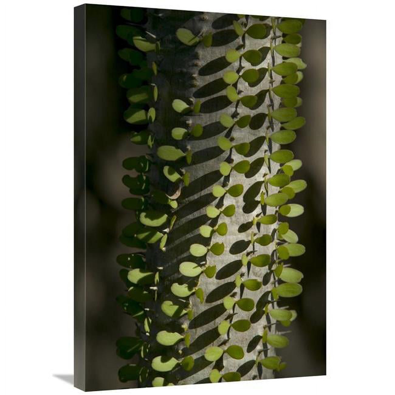 20 x 30 in. Madagascan Ocotillo Showing Fresh Leaves, Berenty Private ...