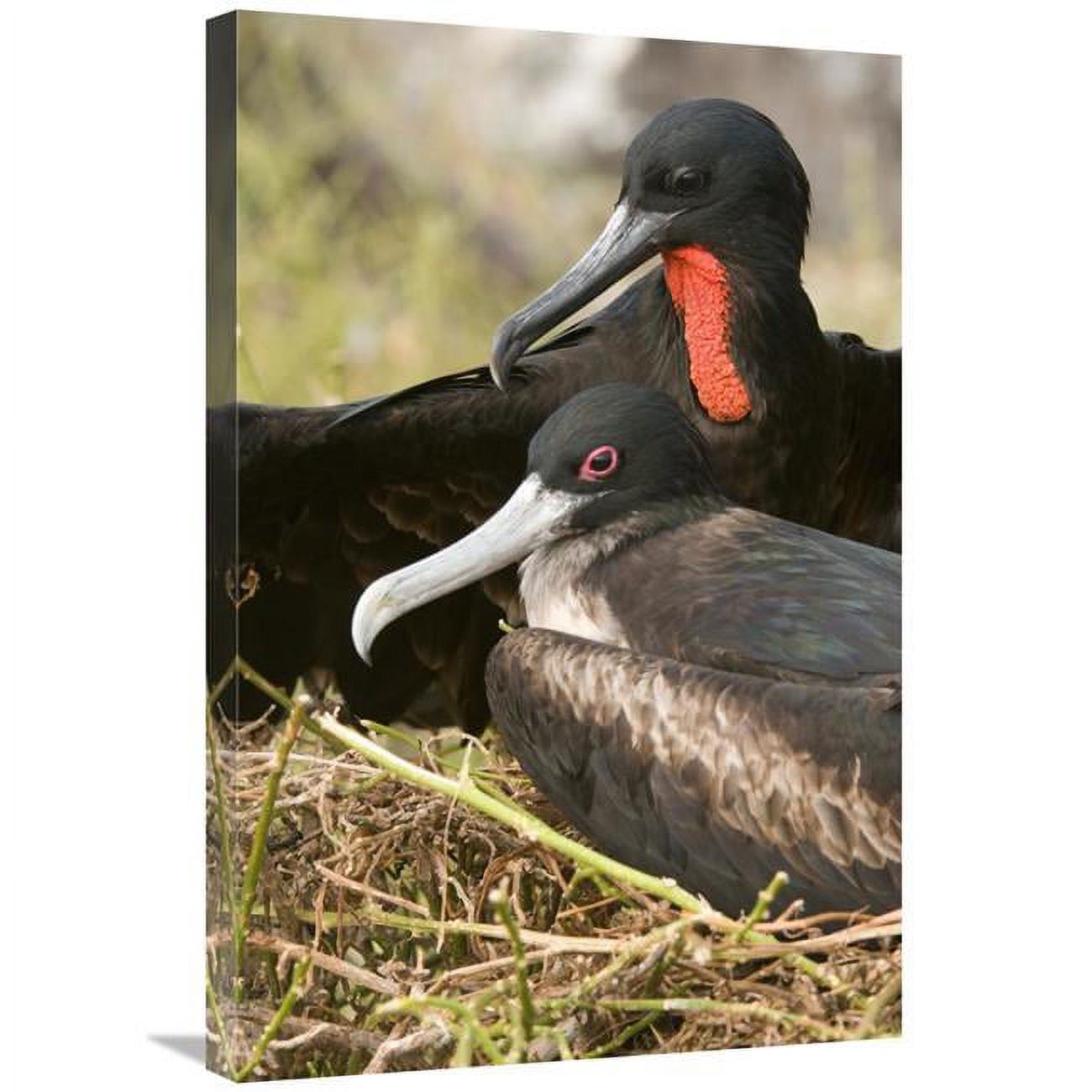20 x 30 in. Magnificent Frigatebird Pair, Galapagos Islands, Ecuador ...