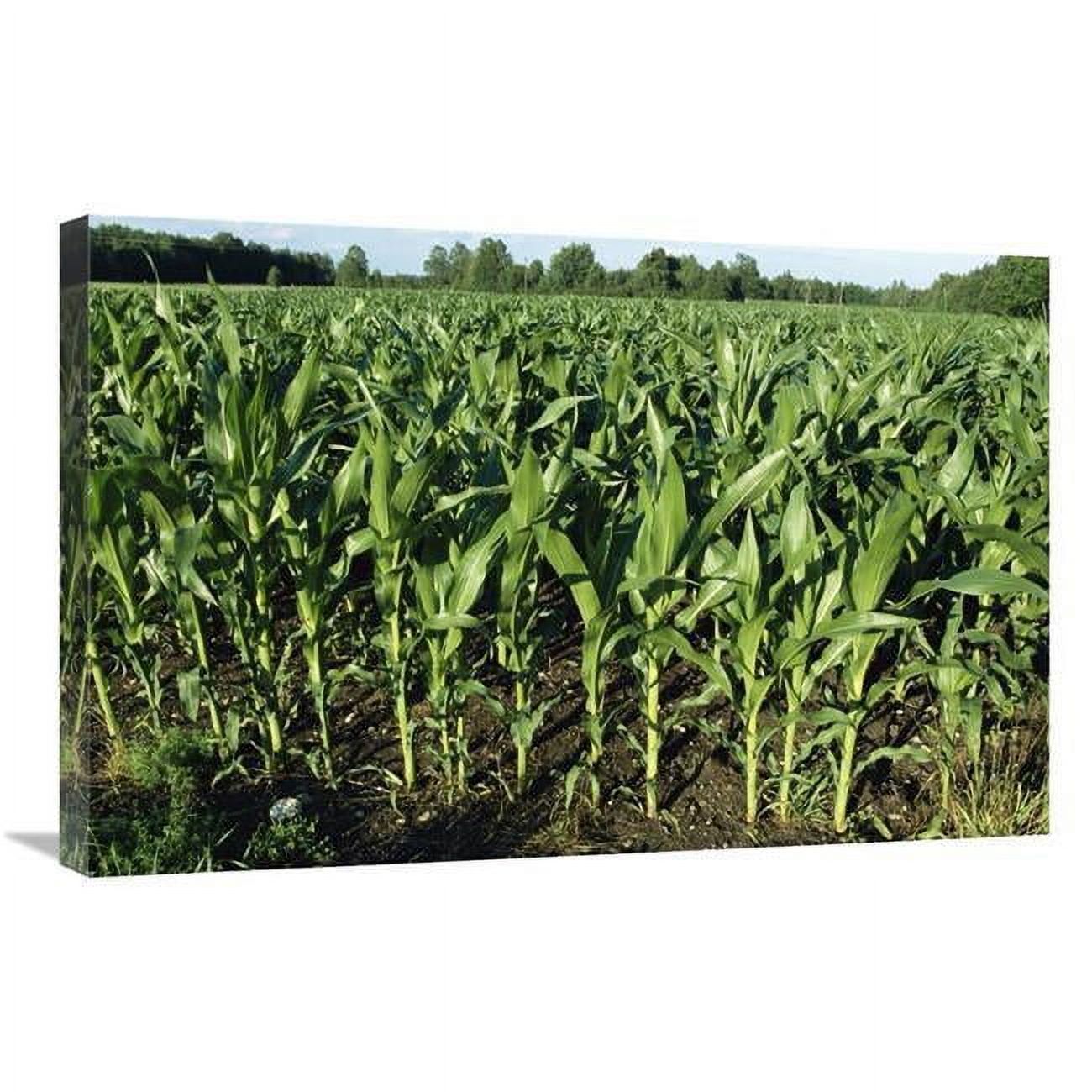 20 x 30 in. Maize Field, Comprised of Cultivated Young Plants, Germany ...