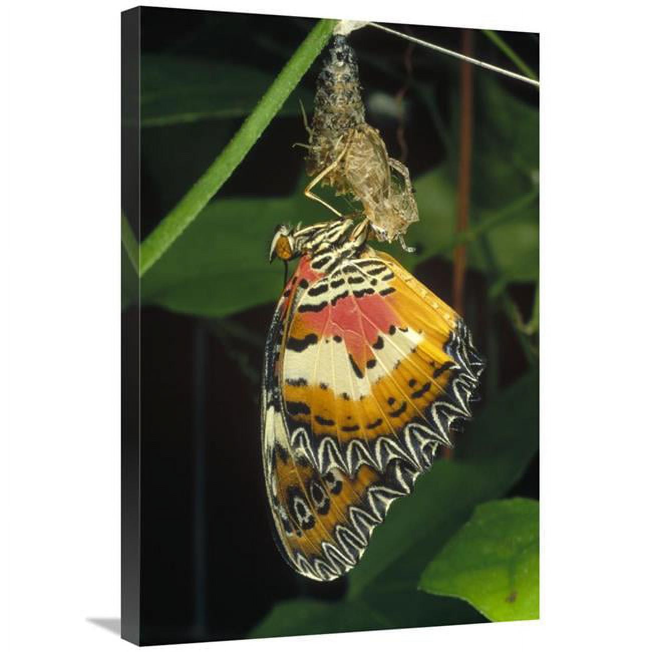 20 x 30 in. Malay Lacewing Butterfly Emerging From Cocoon, Malaysia Art ...