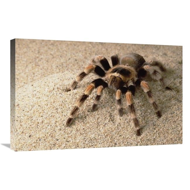 20 x 30 in. Mexican Red-Knee Tarantula Portrait, Mexico Art Print ...
