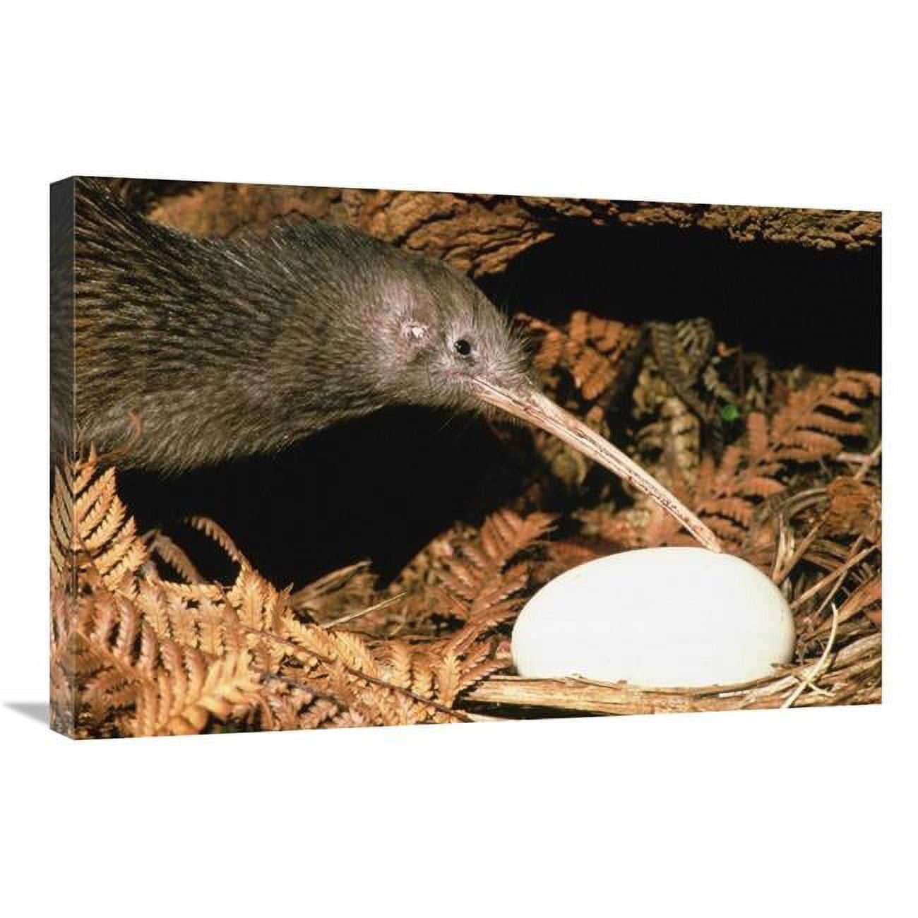 20 x 30 in. North Island Brown Kiwi Parent with Egg, New Zealand Art ...