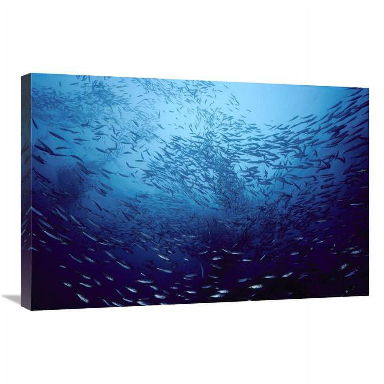 20 x 30 in. Northern Anchovy School Near San Clemente, Southern ...