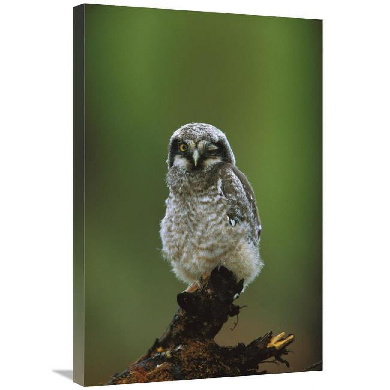 20 x 30 in. Northern Hawk Owl Chick Portrait, Saskatchewan, Canada Art ...