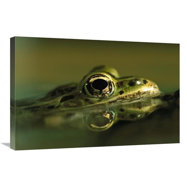 20 x 30 in. Northern Leopard Frog, Native to North America Art Print ...