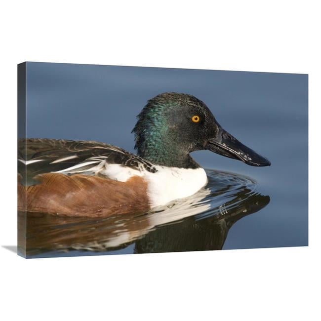 20 x 30 in. Northern Shoveler Male Swimming, Kellogg Bird Sanctuary ...
