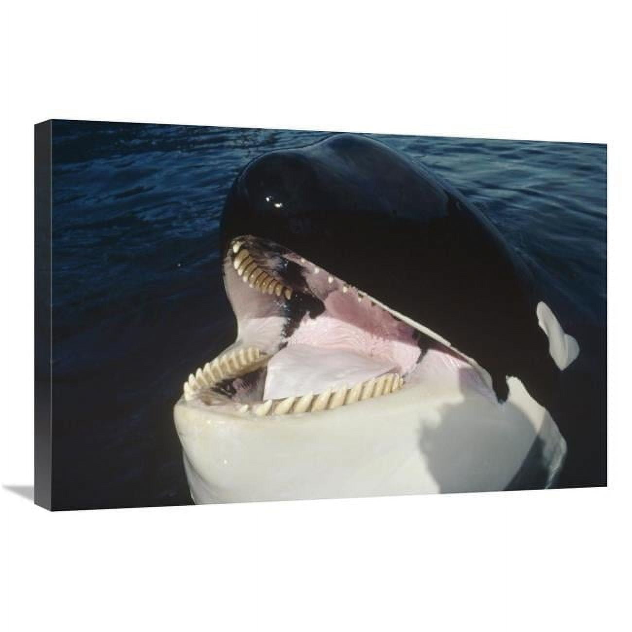 20 x 30 in. Orca Portrait, North America Art Print - Flip Nicklin ...