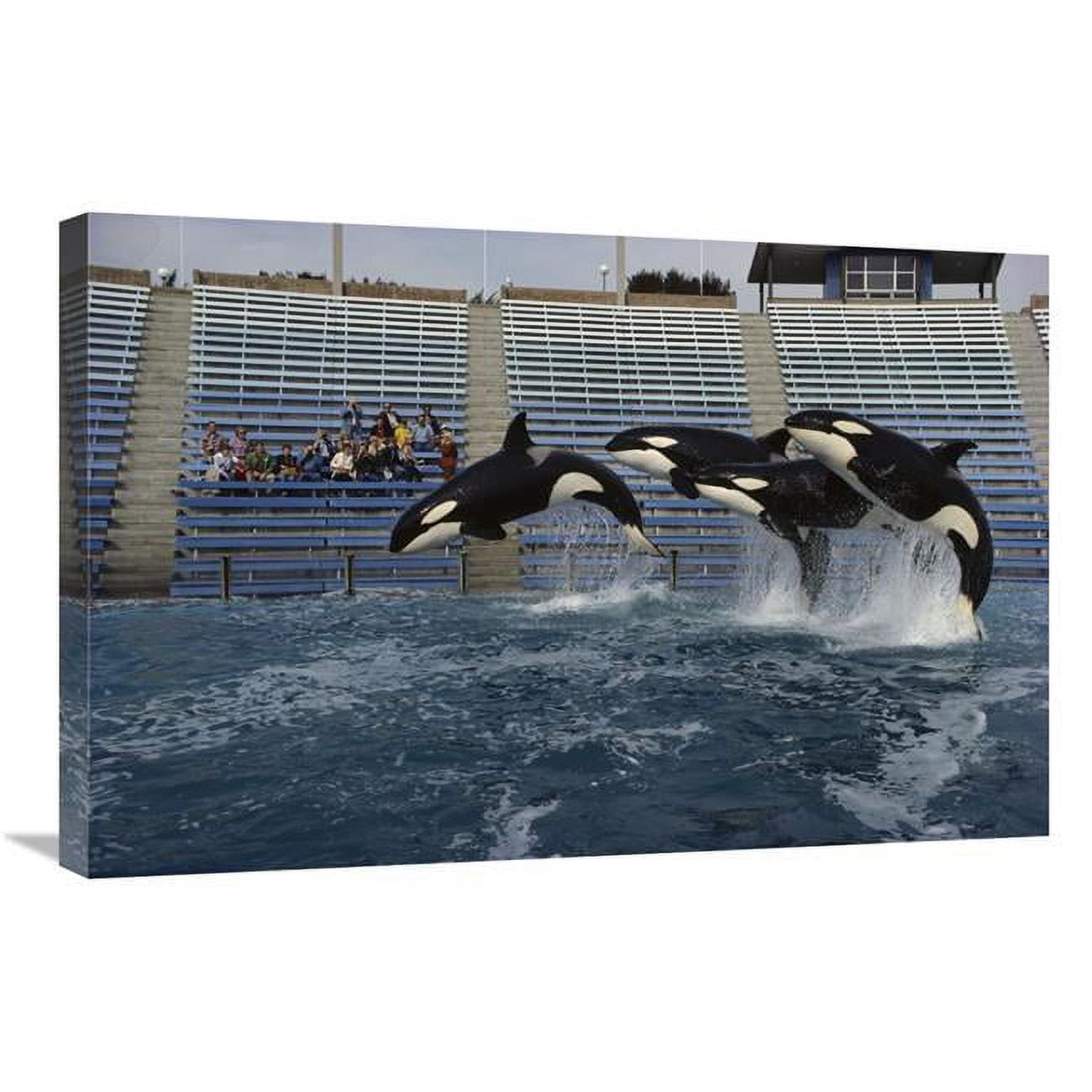 20 x 30 in. Orca Trio Jumping, Sea World, San Diego, California Art ...