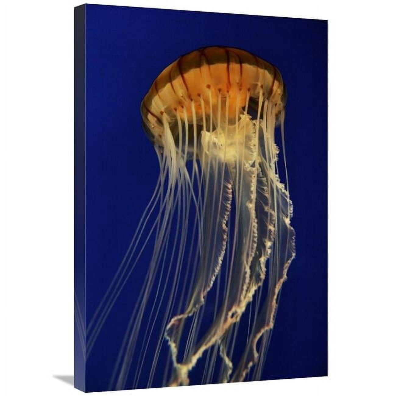 20 x 30 in. Pacific Sea Nettle Spreading Tentacles, Aquarium, Japan Art ...