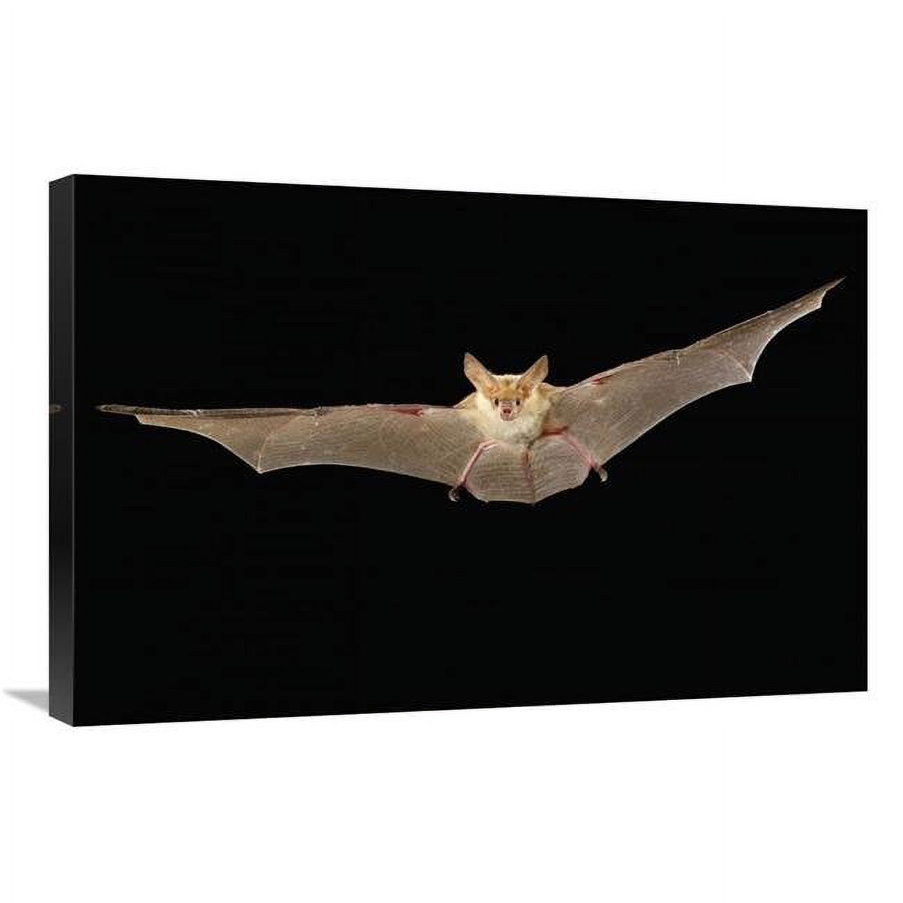 20 x 30 in. Pallid Bat Flying at Night, Washington Art Print - Michael ...