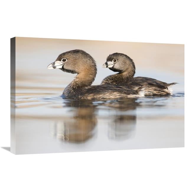 20 x 30 in. Pied-Billed Grebe Pair in Breeding Plumage, Island Lake ...
