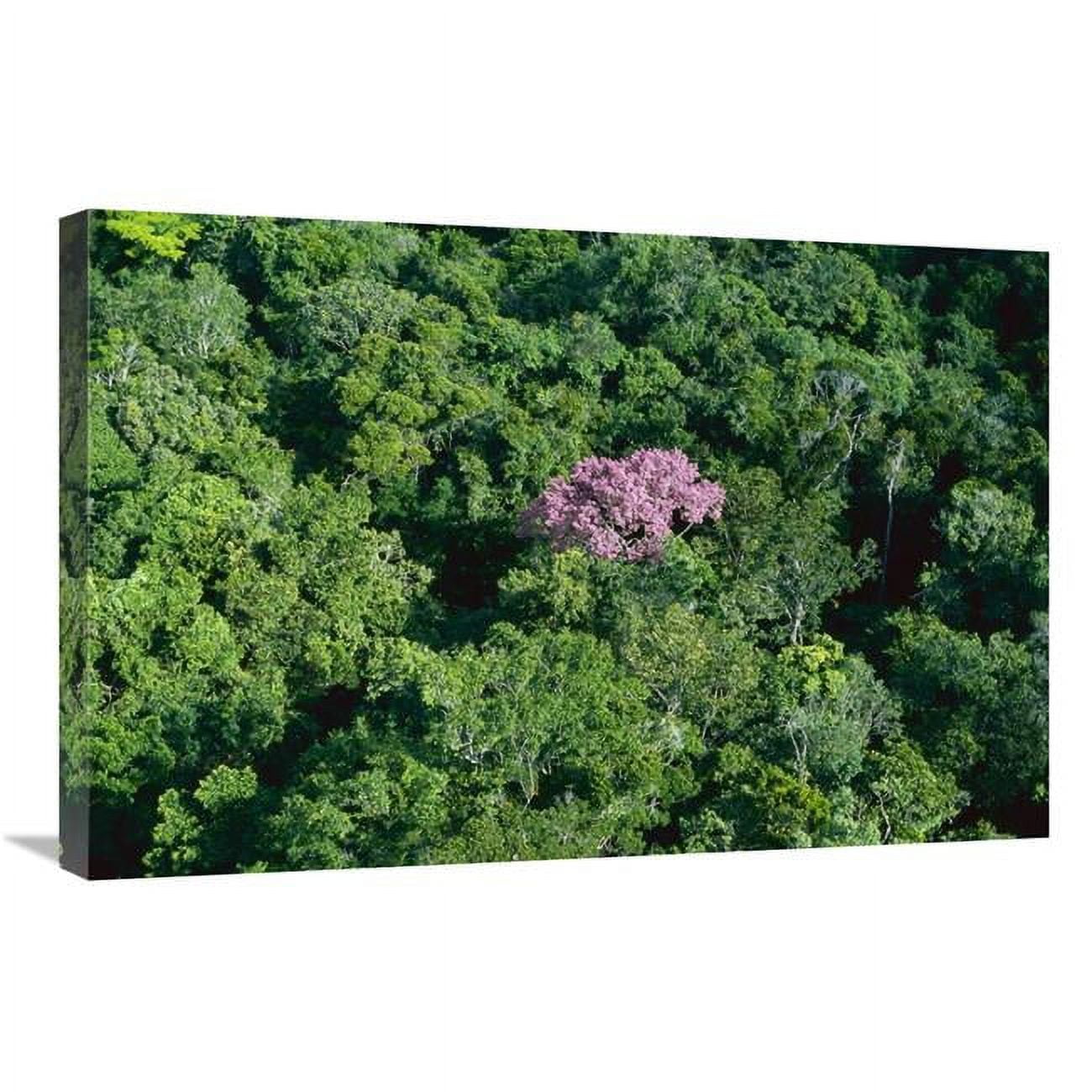 20 x 30 in. Pink Flowering Tree in Rainforest Canopy, Canaima National ...